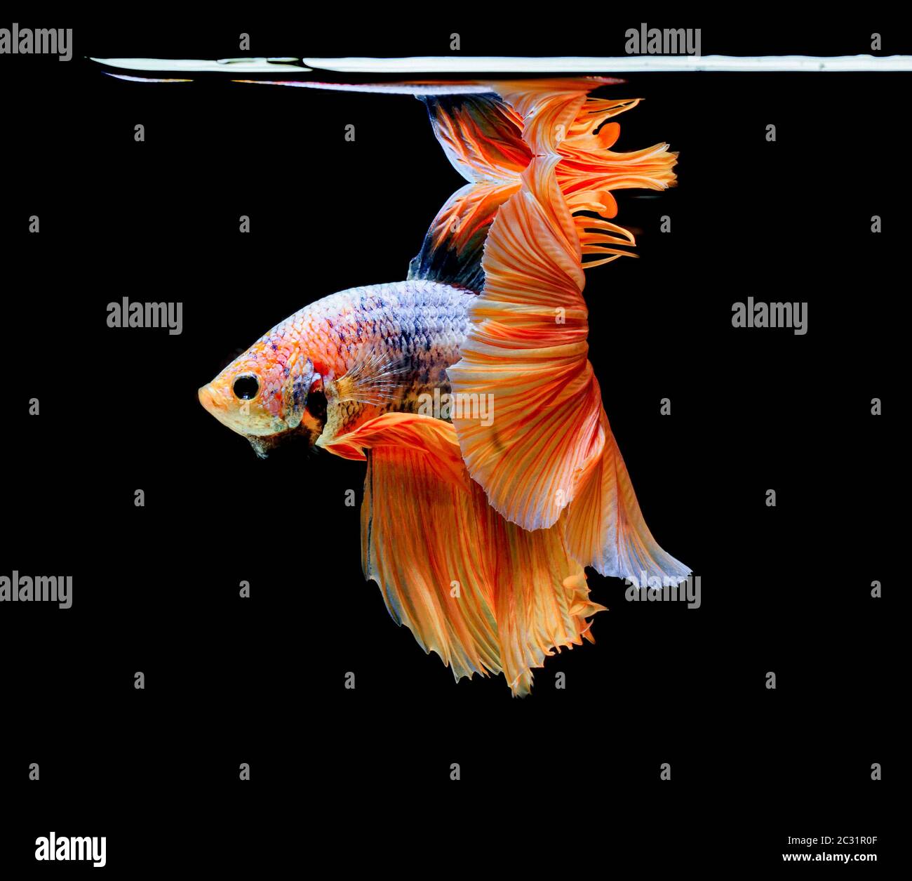 Siamese fighting fish fight yellow fish with blue, Betta splendens ...