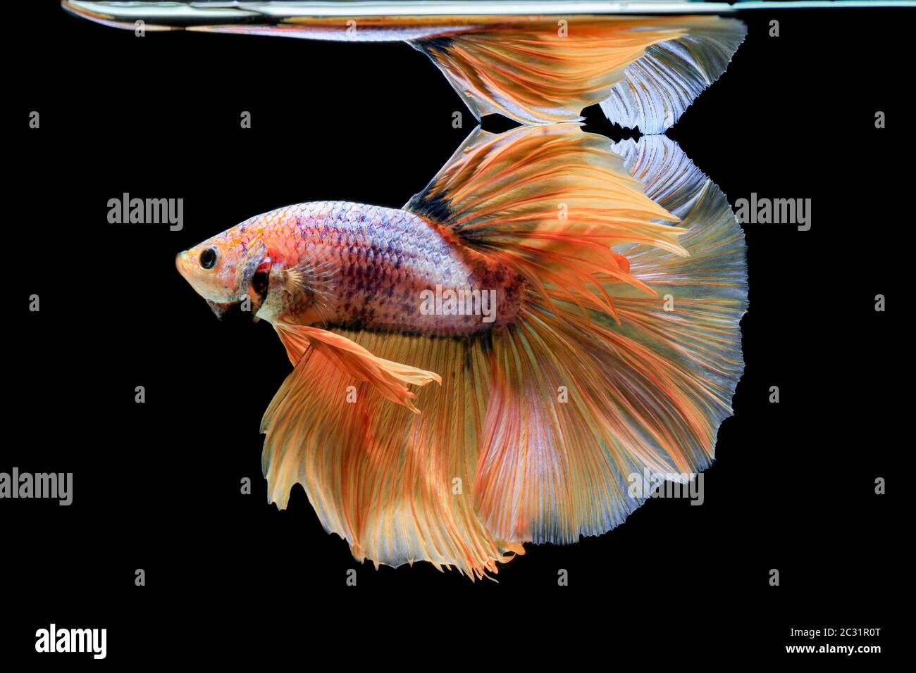 Siamese fighting fish fight yellow fish with blue, Betta splendens ...