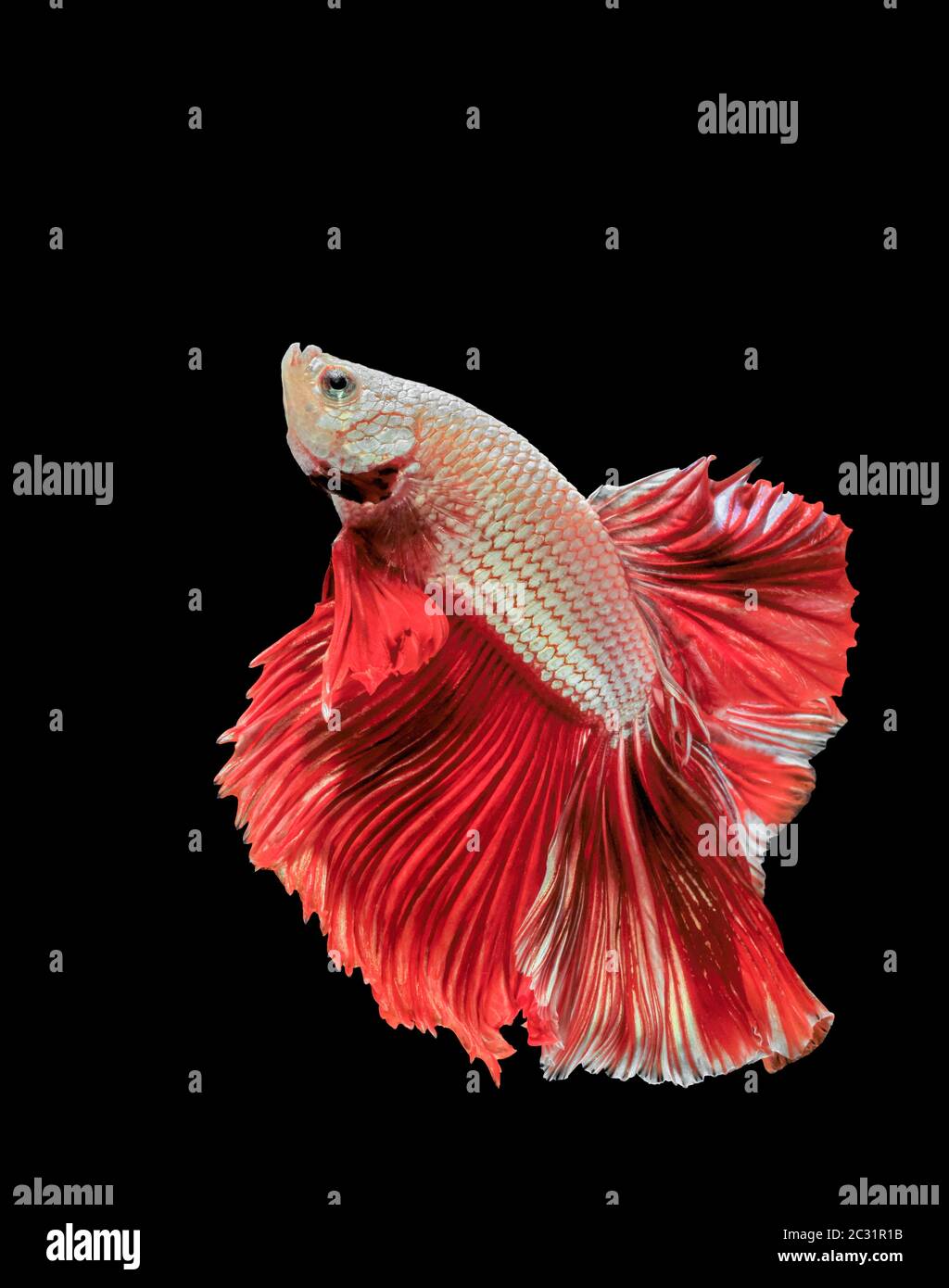 Siamese fighting fish, red fish, black background Betta splendens ...