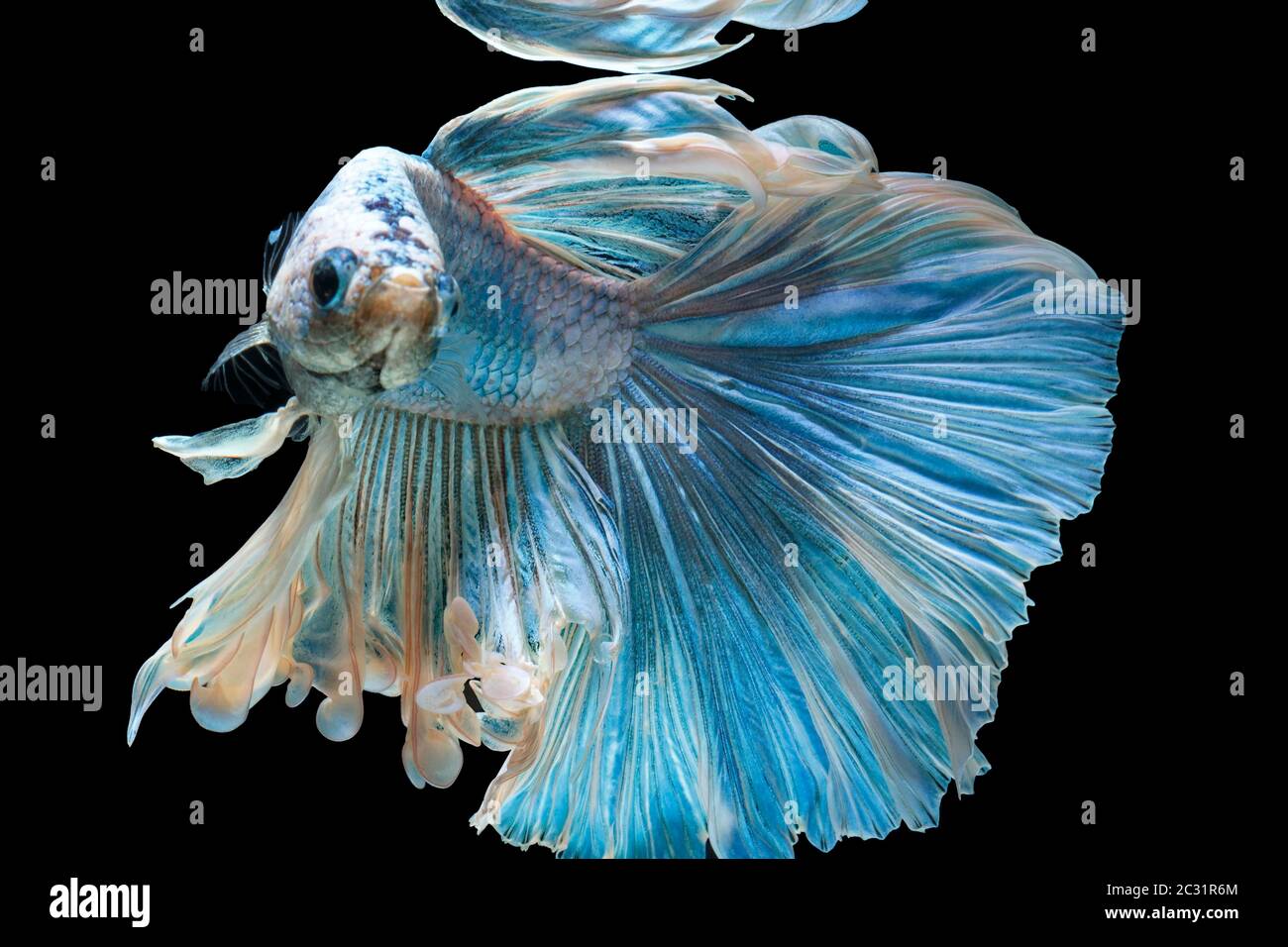 Siamese fighting fish fight blue fish, Betta splendens, Betta fish ...