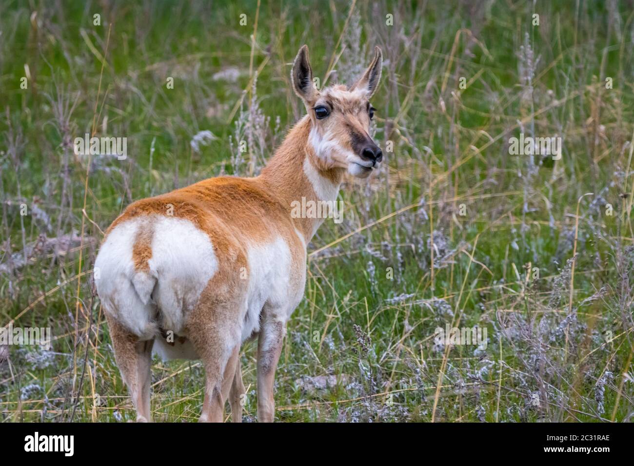 Pronghorn in the field of Custer State Park, South Dakota Stock Photo ...