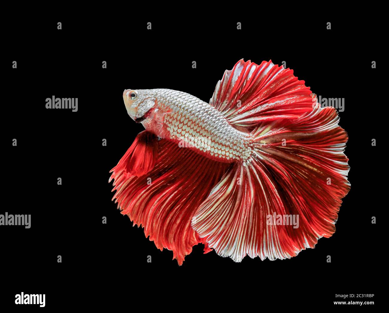 Siamese fighting fish, red fish, black background Betta splendens ...