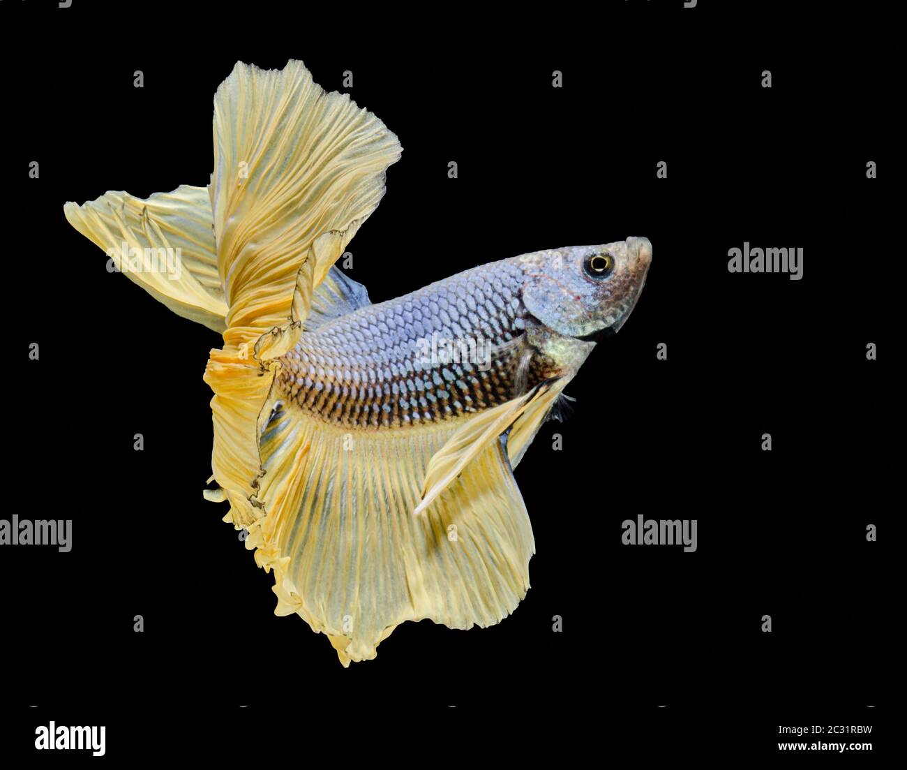 Siamese fighting fish fight yellow fish, Betta splendens, Betta fish ...