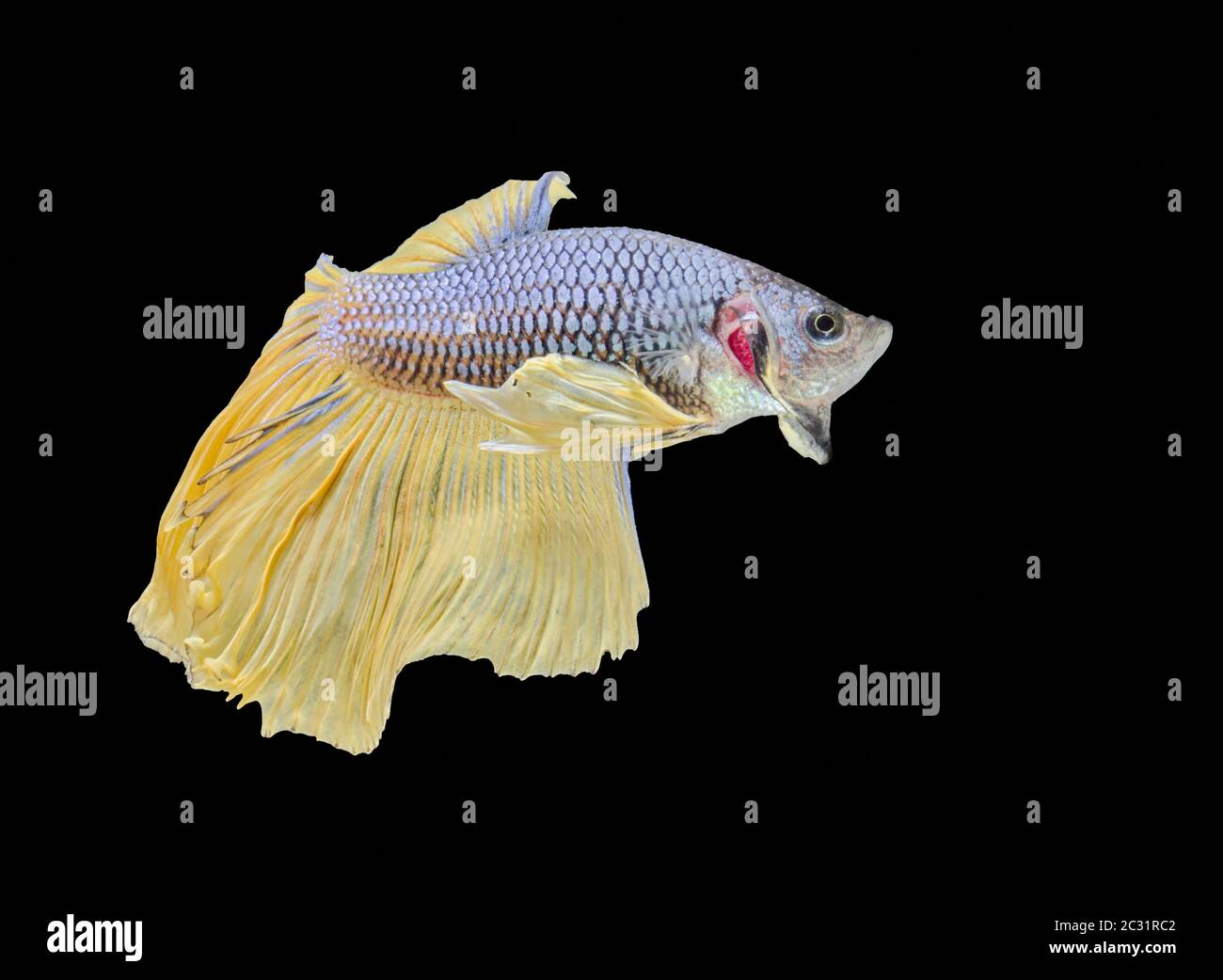 Siamese fighting fish fight yellow fish, Betta splendens, Betta fish ...
