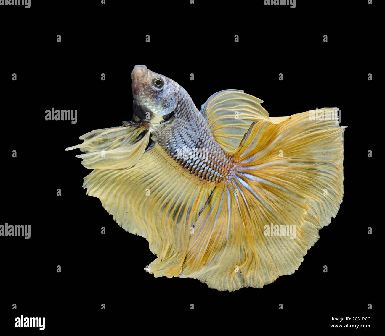 Siamese fighting fish fight yellow fish, Betta splendens, Betta fish ...
