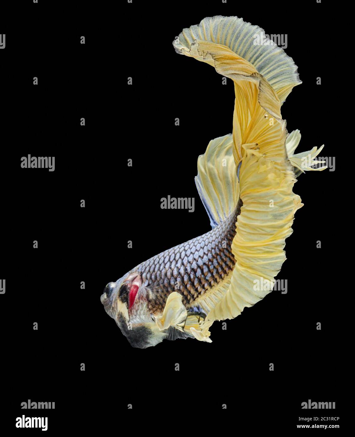 Siamese fighting fish fight yellow fish, Betta splendens, Betta fish ...