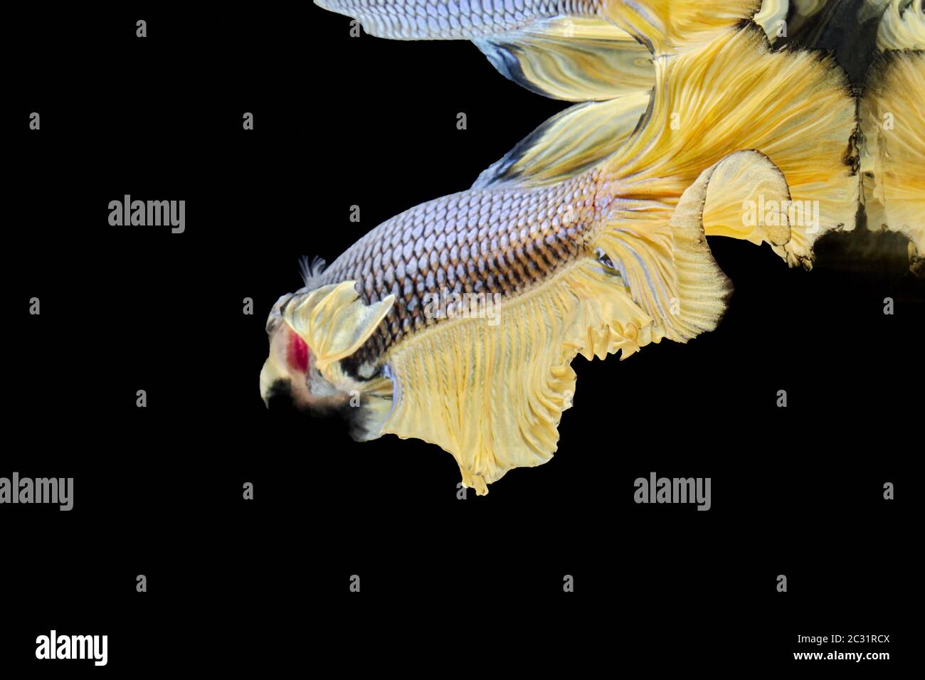 Siamese fighting fish fight yellow fish, Betta splendens, Betta fish ...