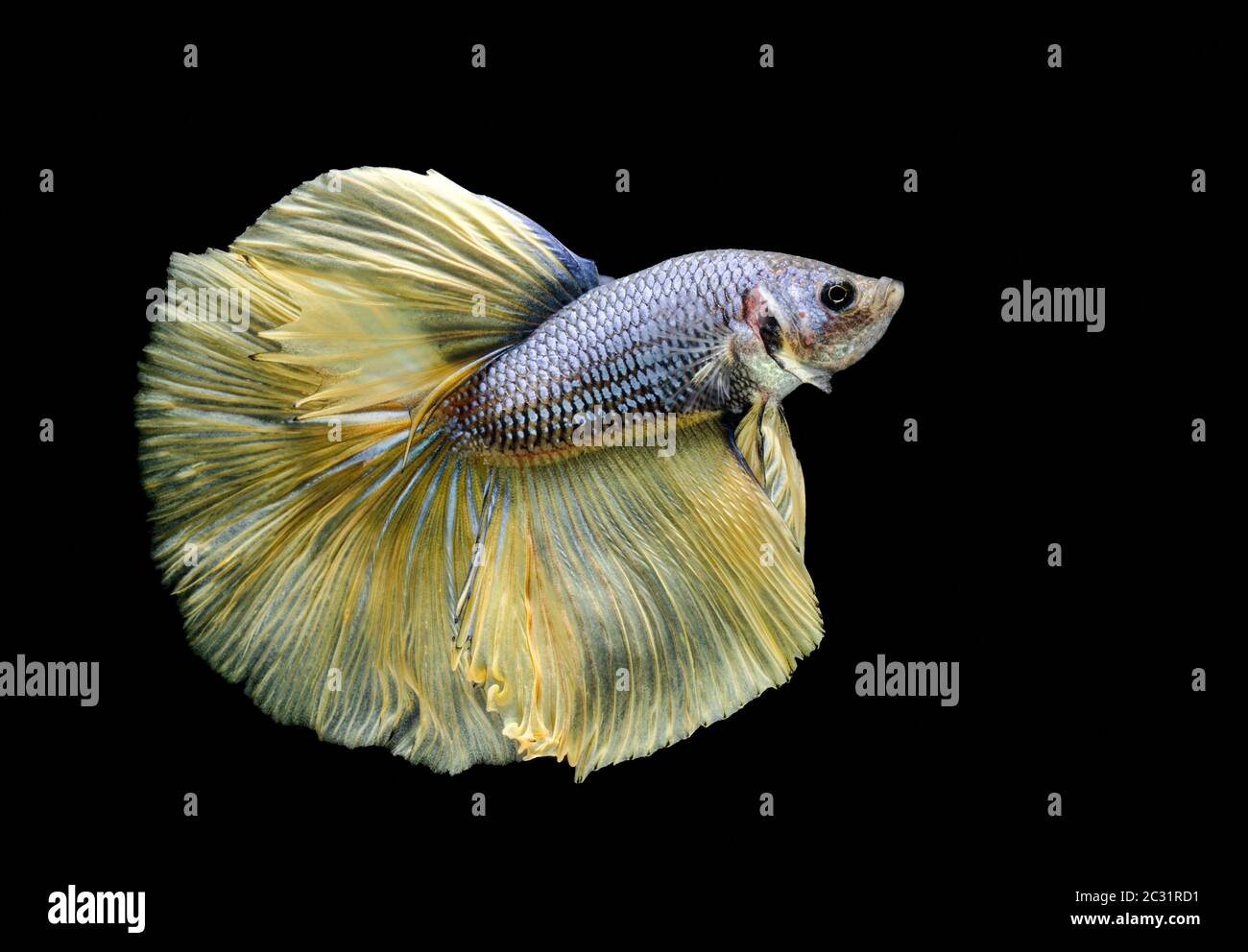 Siamese fighting fish fight yellow fish, Betta splendens, Betta fish ...