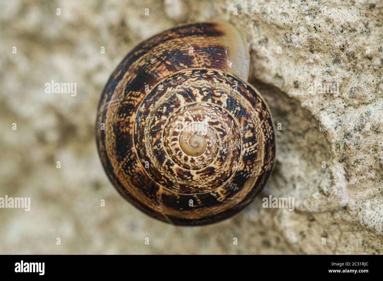 Anatomy of the snail hi-res stock photography and images - Alamy