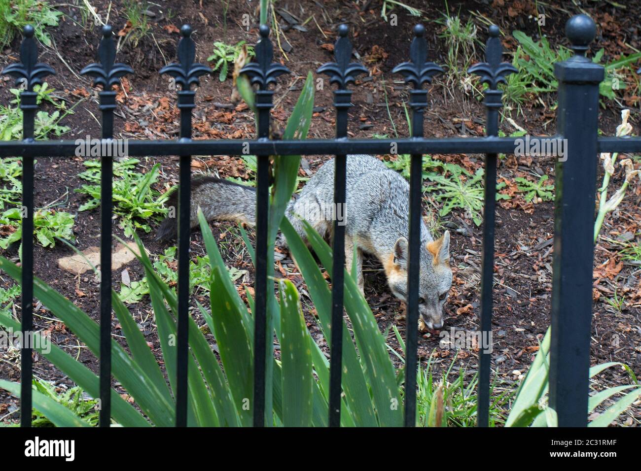 A fox next to a fence near a residence in Eugene, Oregon, USA Stock ...