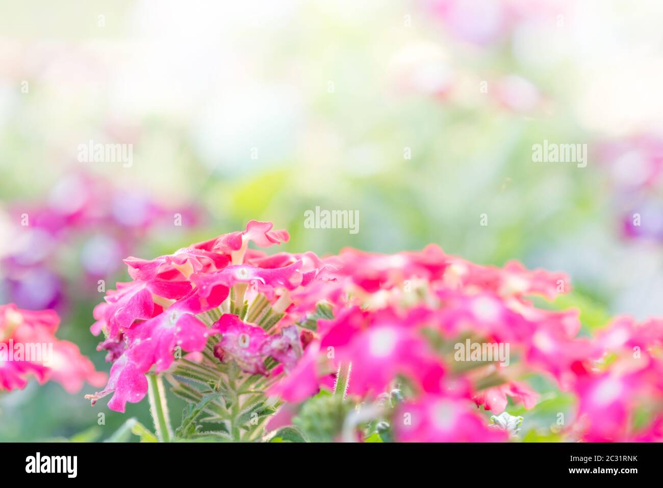 Selective flower hi-res stock photography and images - Alamy