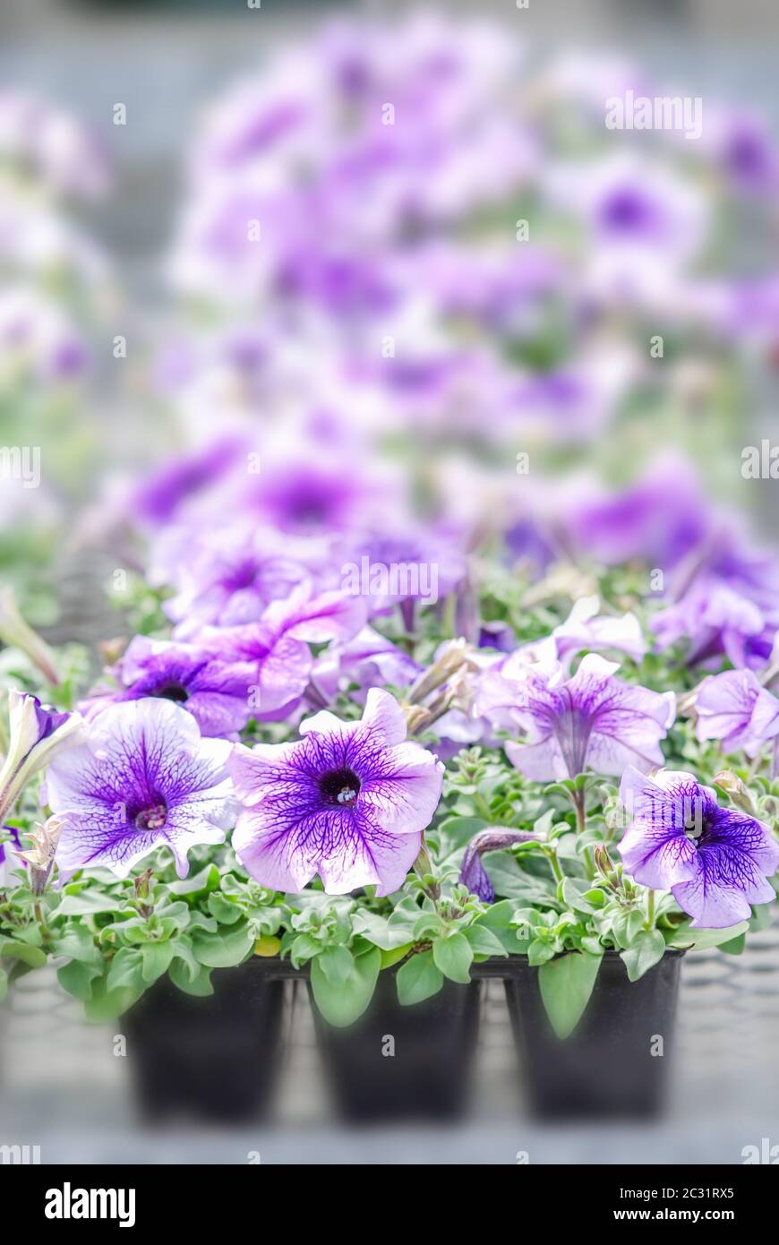 Colorful petunia flowers, Grandiflora is the most popular variety of ...