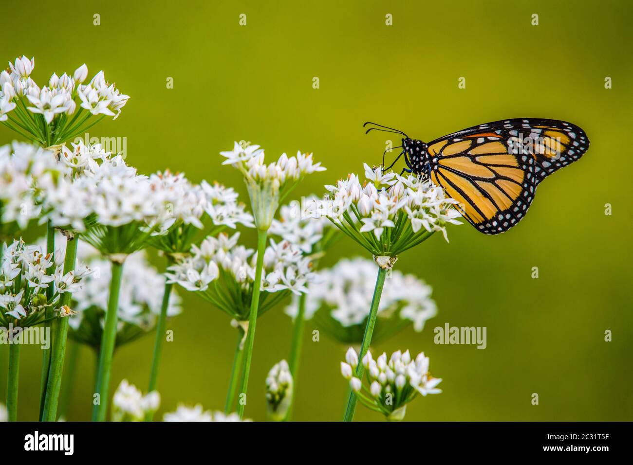 Monarch Butterfly Adaptations High Resolution Stock Photography and ...