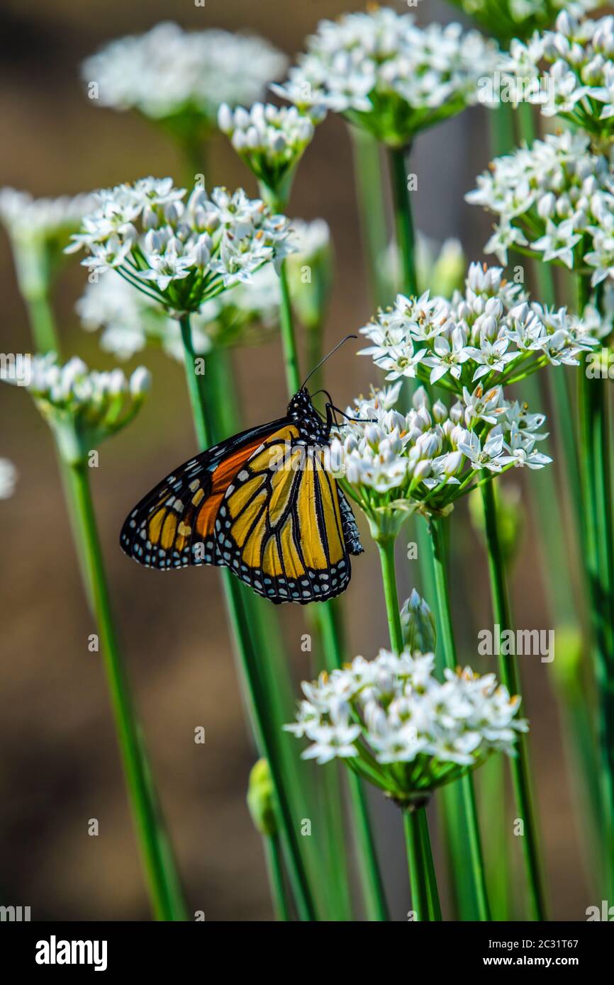 Monarch Butterfly Adaptations High Resolution Stock Photography and ...