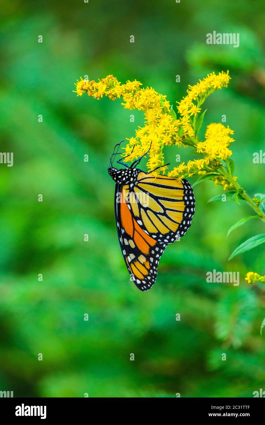 Monarch butterfly adaptations hi-res stock photography and images - Alamy