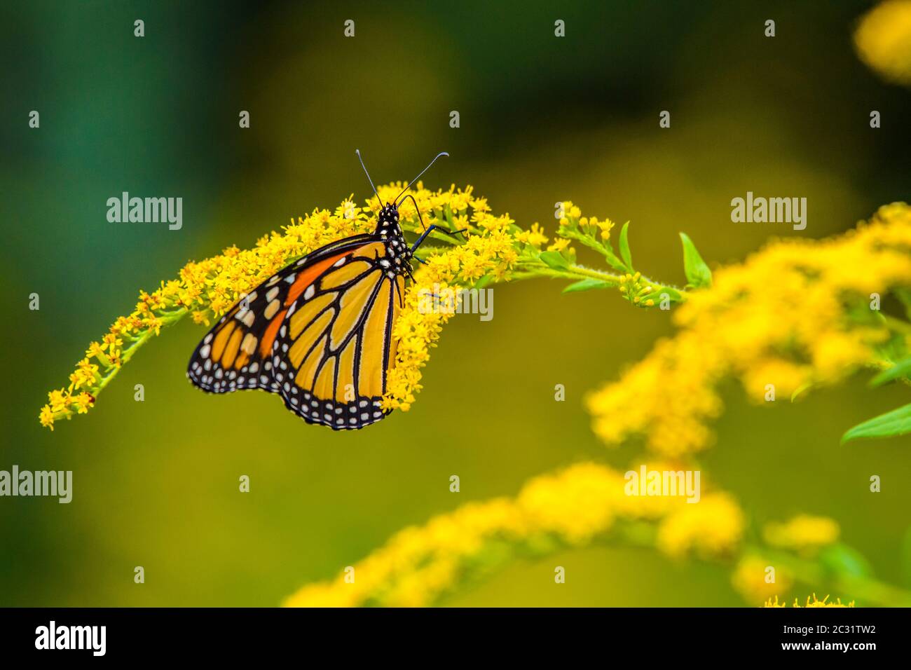 Monarch Butterfly Adaptations High Resolution Stock Photography and ...