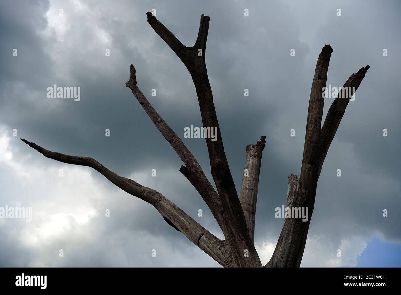 Dead tree, dry lake, clay cracked soil ground, mud. Climate change ...
