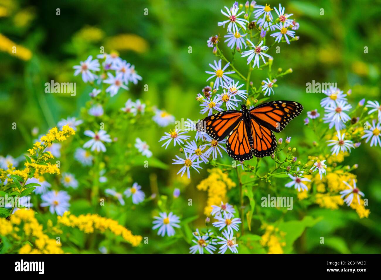 Nectaring a garden coneflower hi-res stock photography and images - Alamy