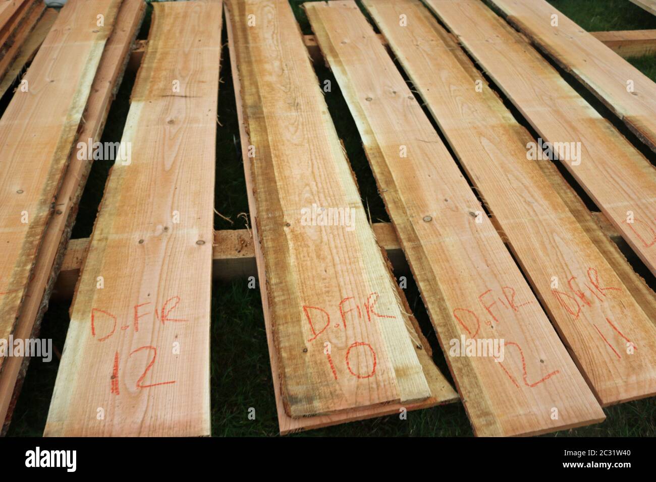 Douglas fir, Pseudotsuga menziesii, tree recently sawn timber planks ...