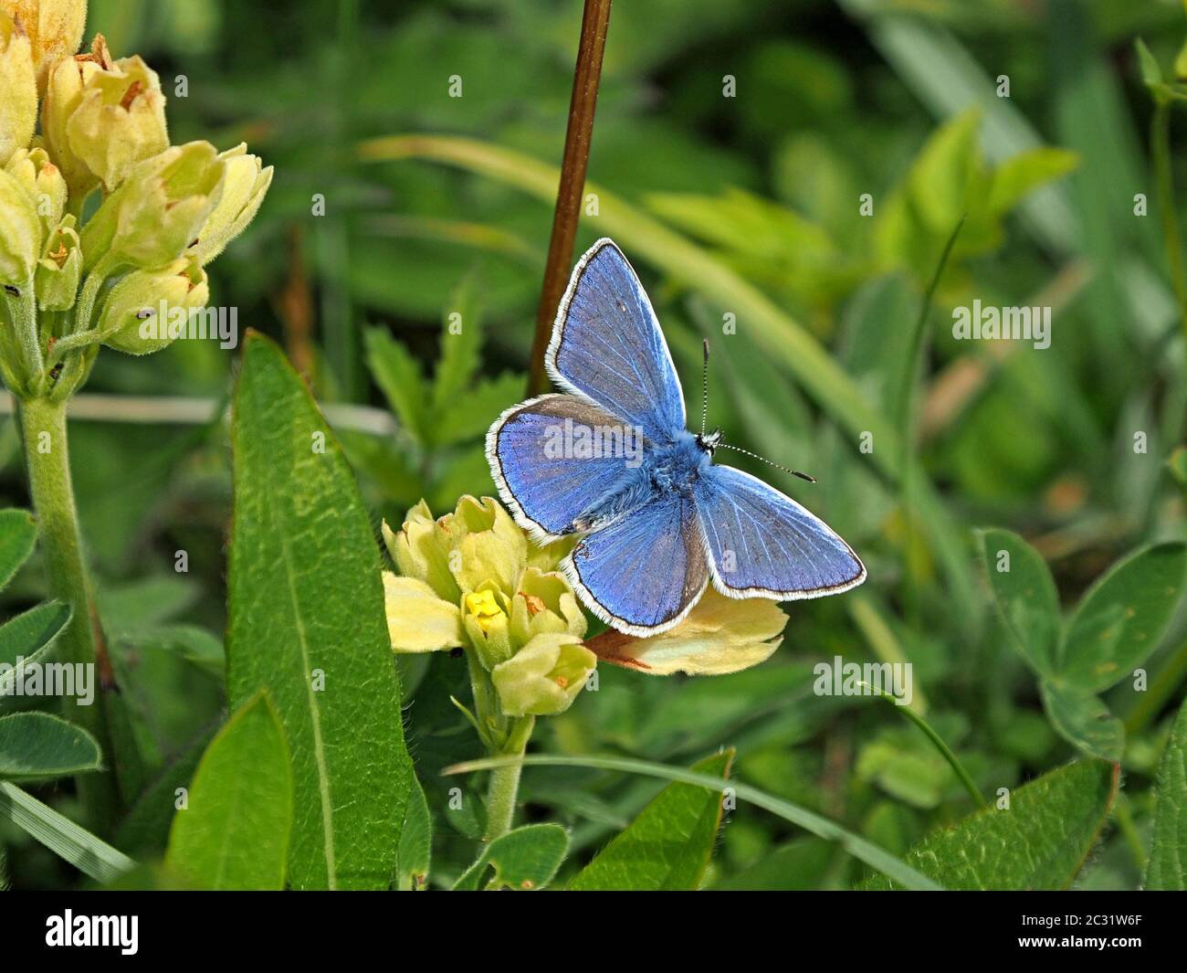 Butterfly in flight england hi-res stock photography and images - Alamy