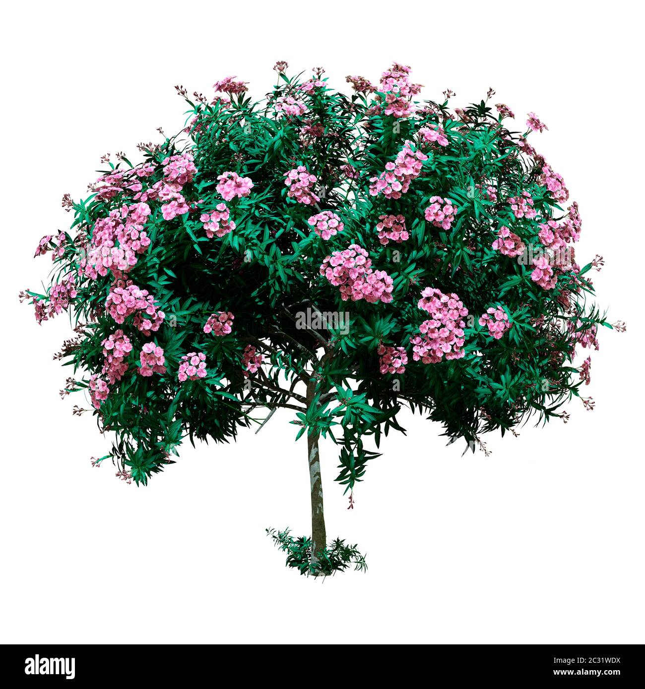 3D rendering of a blooming nerium oleander tree isolated on white ...