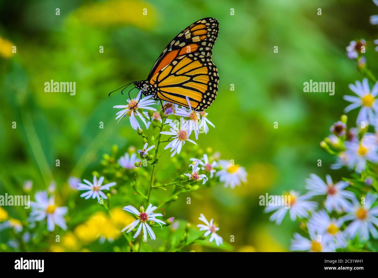 Monarch Butterfly Adaptations High Resolution Stock Photography and ...