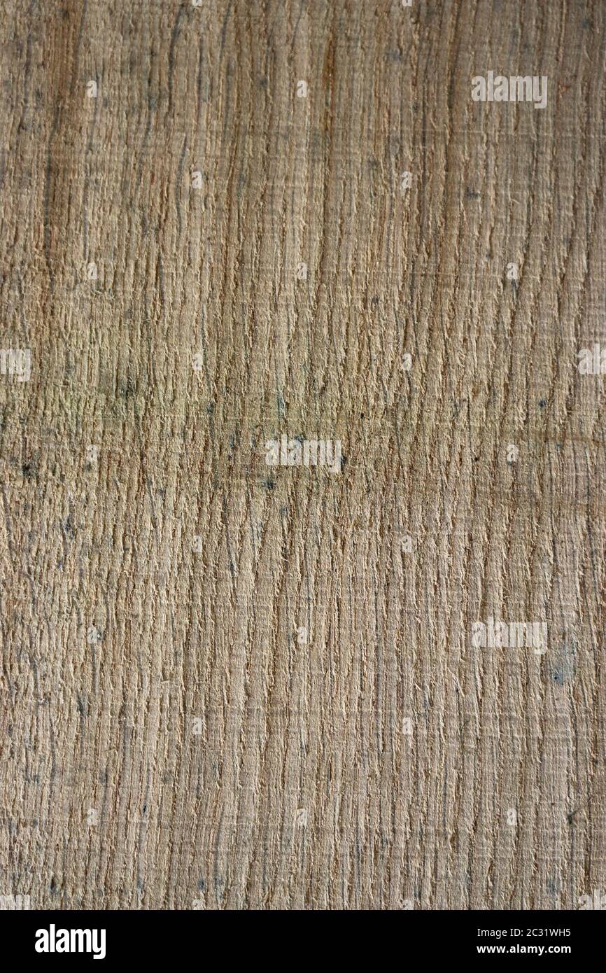 Oak, Quercus robur, tree recently sawn timber plank without knots and ...