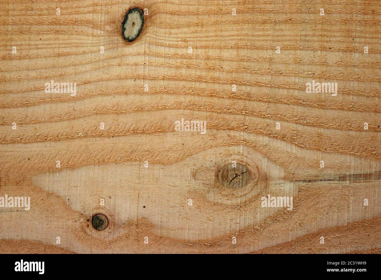 Douglas fir, Pseudotsuga menziesii, tree recently sawn timber plank ...