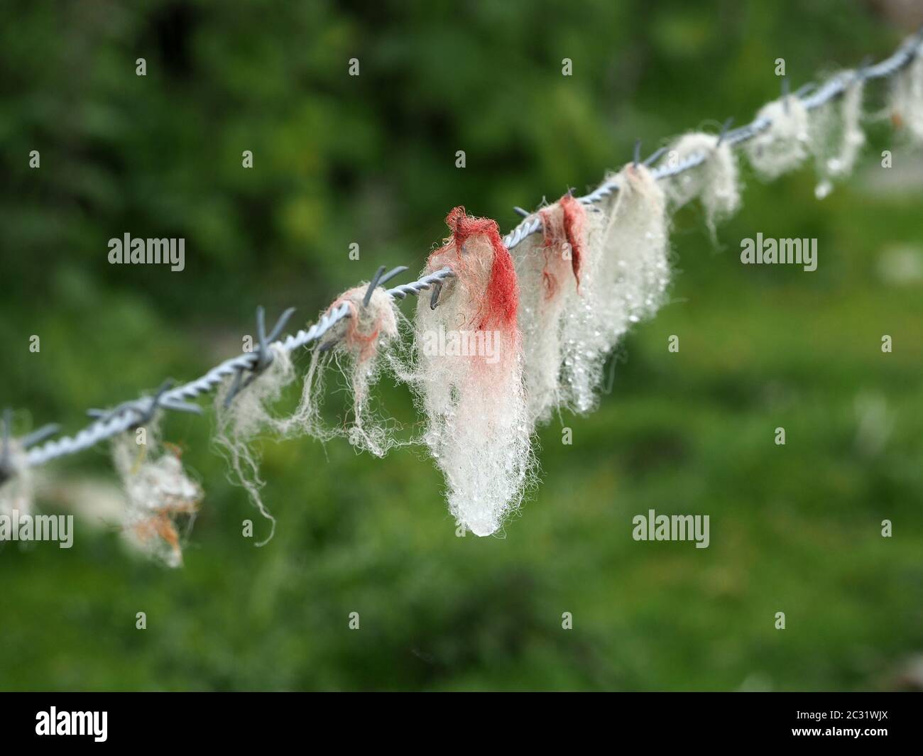 Barbed wire fence blowing hi-res stock photography and images - Alamy