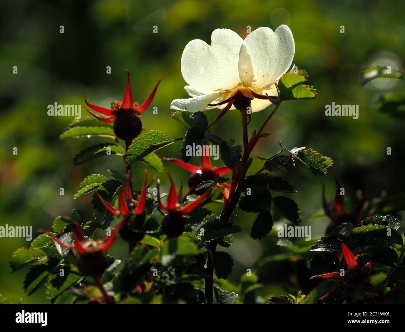 backlit petals of soft white wild rose with droplets of dew contrasting ...