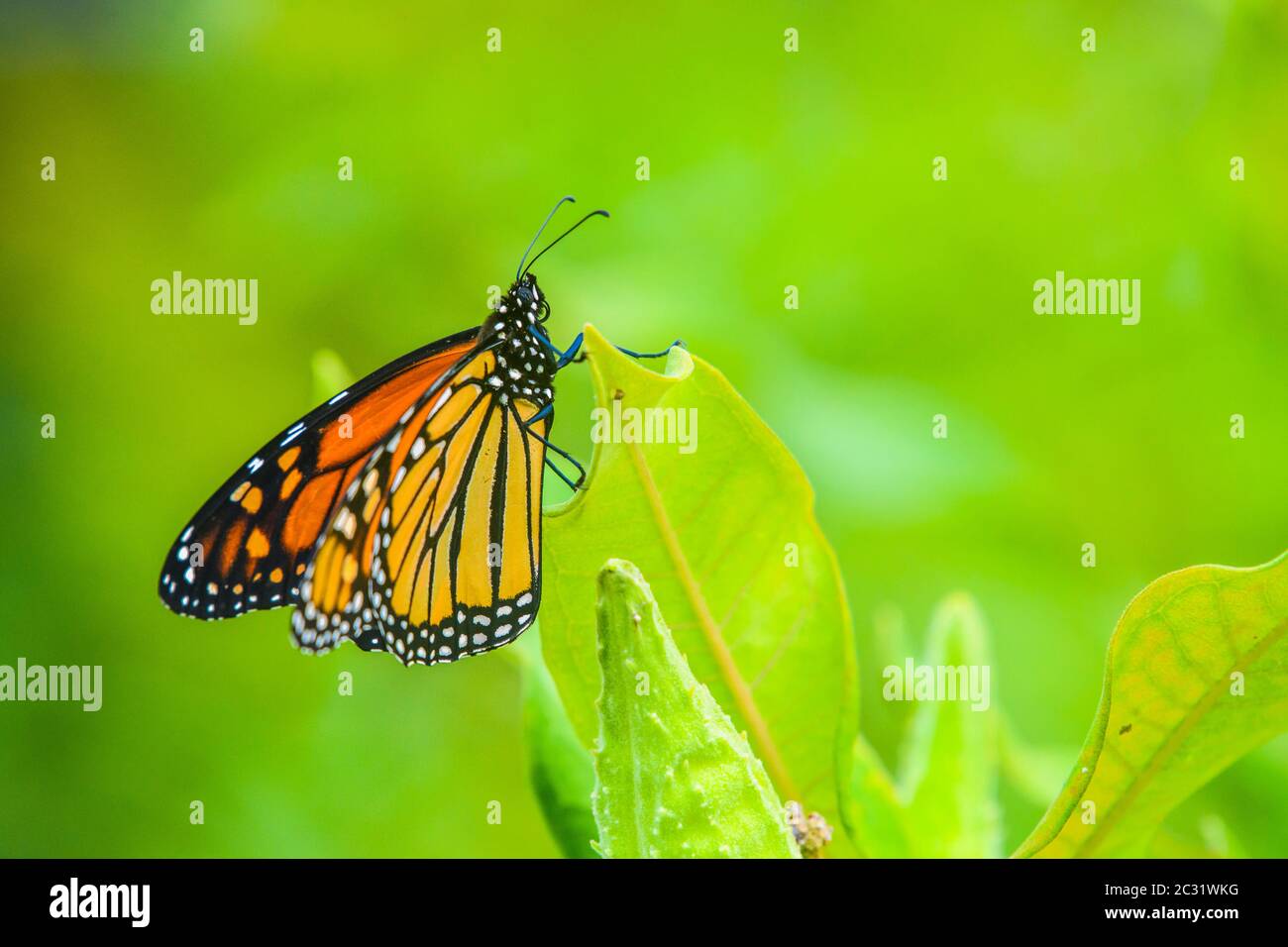 Monarch Butterfly Adaptations High Resolution Stock Photography and ...