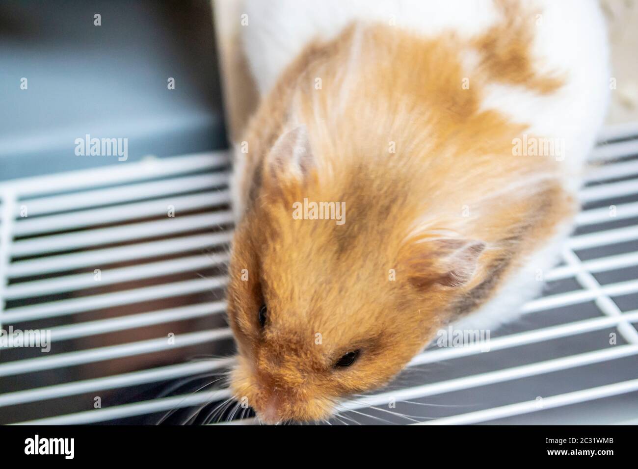 Caged hamster hi-res stock photography and images - Alamy