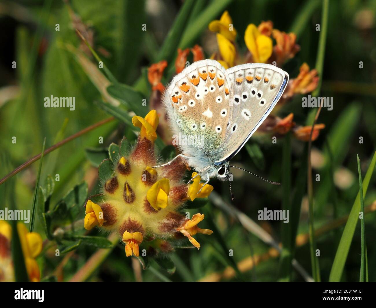 spotted underwing Common Blue Butterfly (Polyommatus icarus) resting on ...