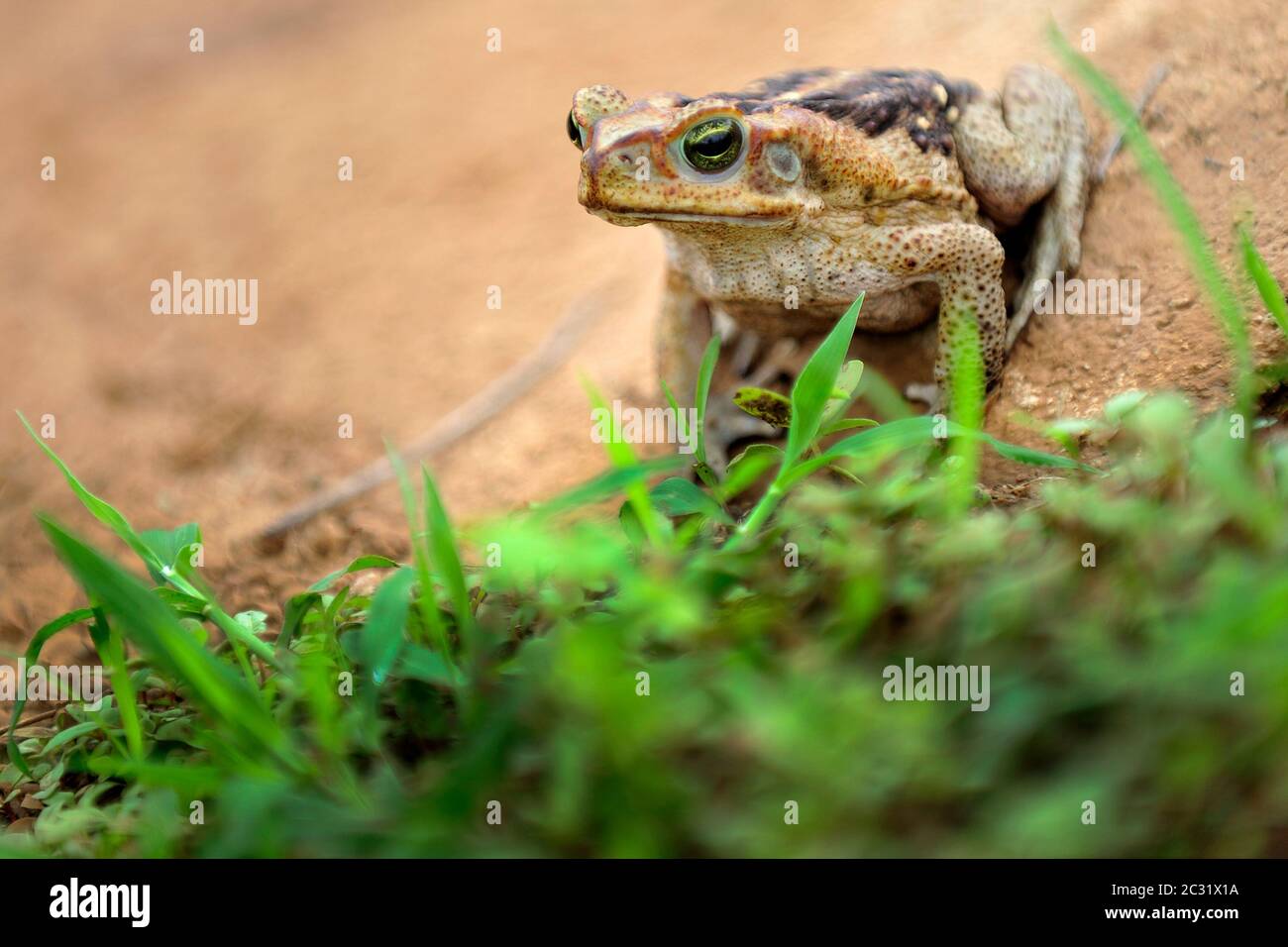 Frog standing on clay cracked ground. Cane Toad (Rhinella diptycha ...