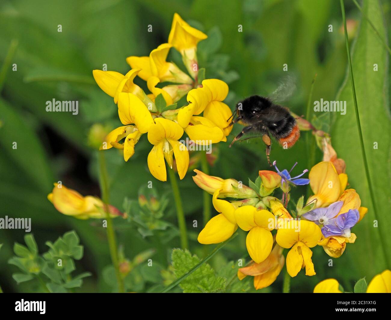 flying Red-shanked Carder bee (Bombus ruderarius) visiting Birdsfoot ...