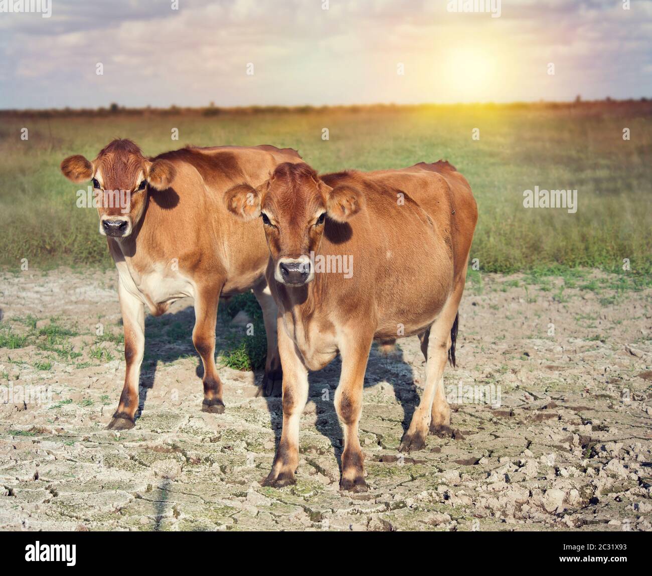 Steers in a farmland at sunset Stock Photo - Alamy
