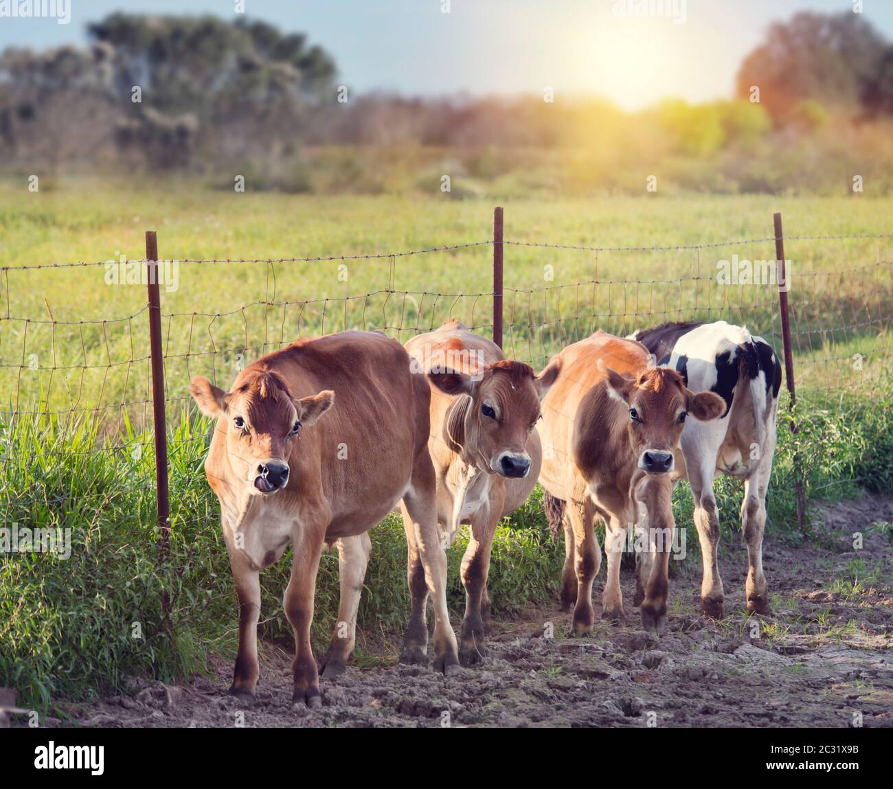 Steers in a farmland at sunset Stock Photo - Alamy