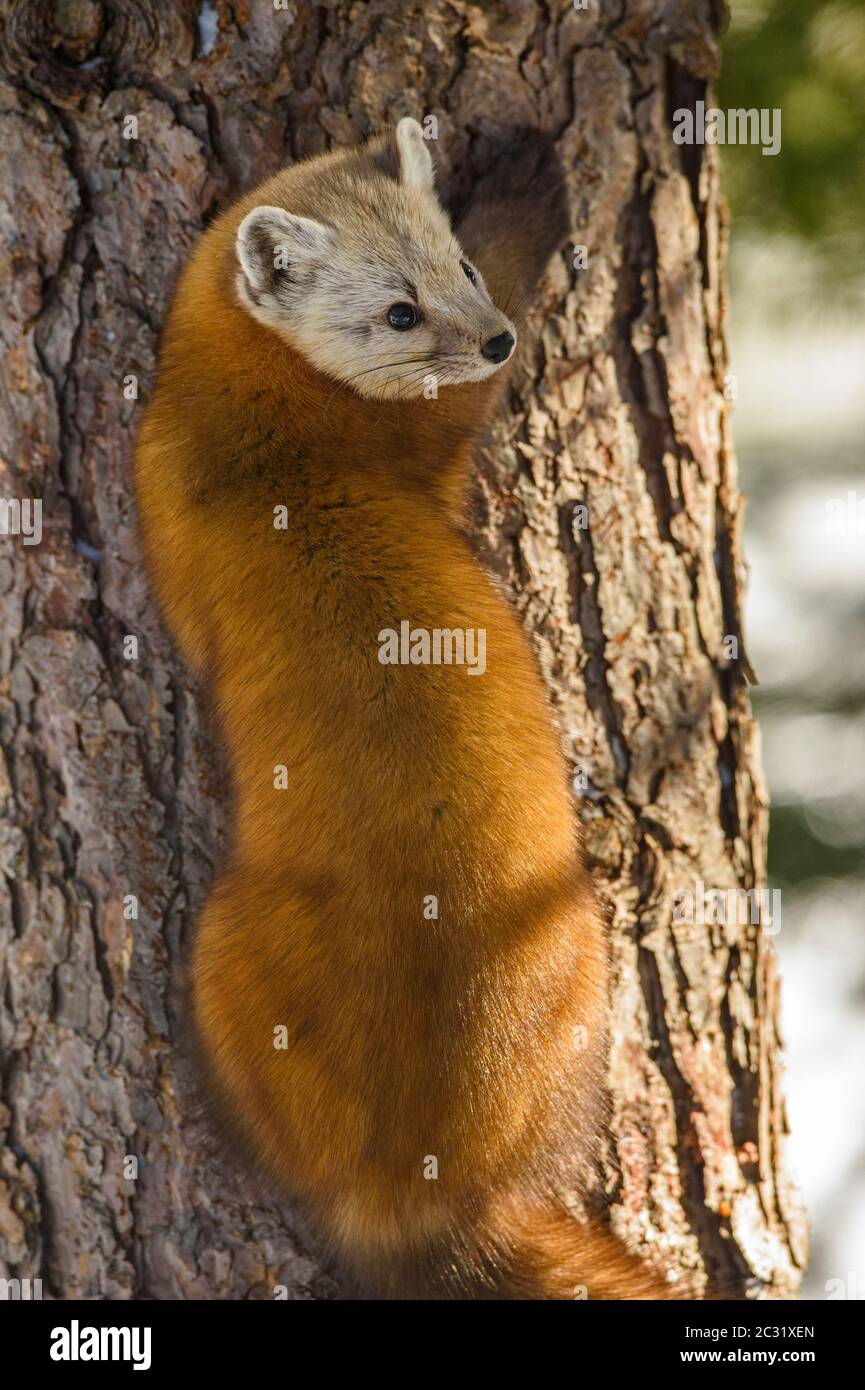 Canadian Marten Animal