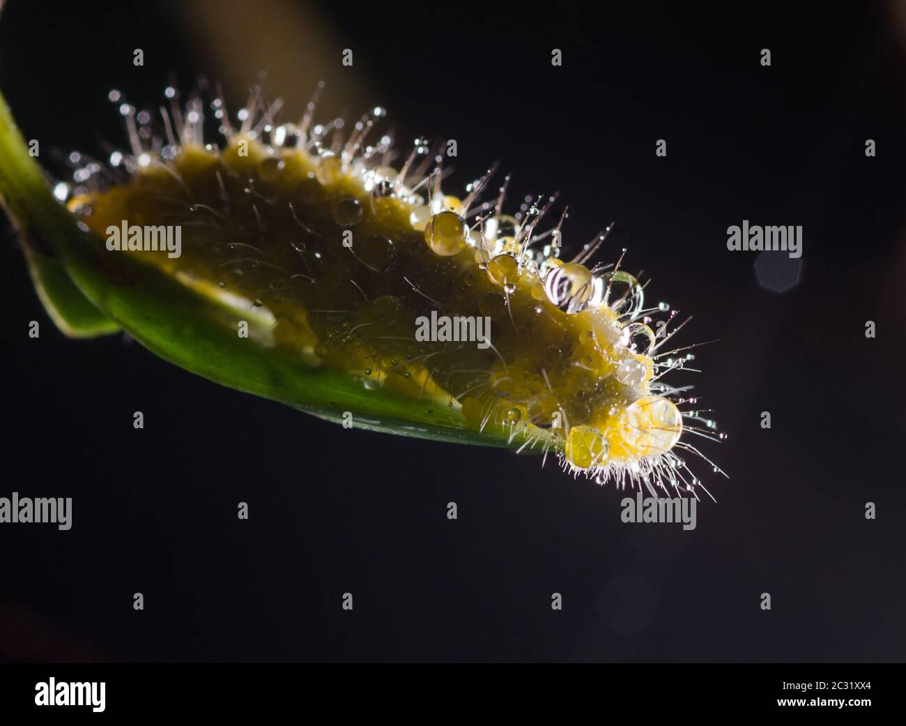 Big caterpillars hi-res stock photography and images - Alamy