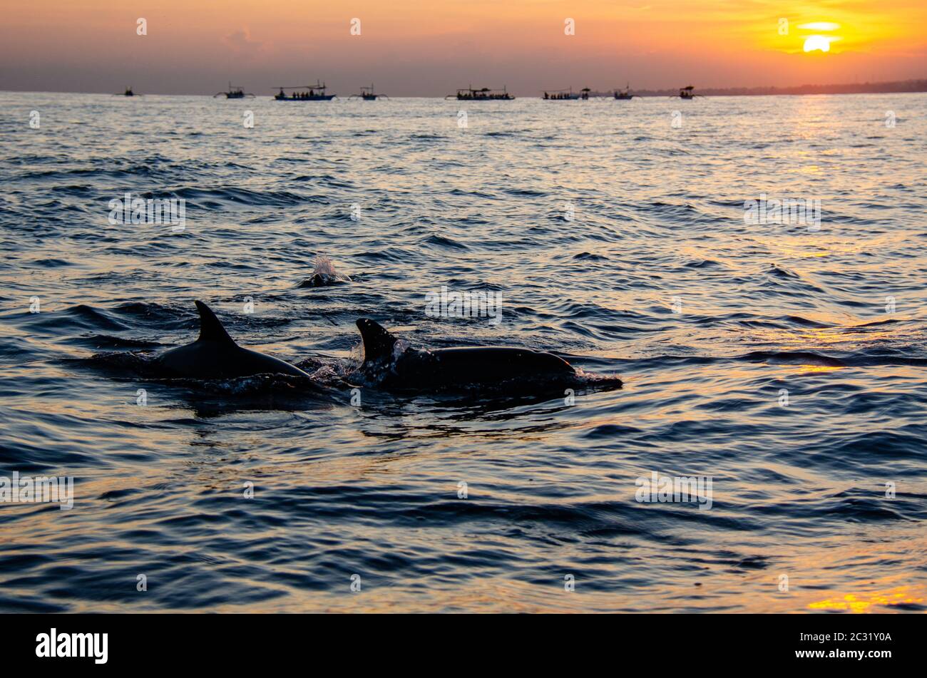 Dolphins in north Bali surfacing during their morning swim Stock Photo ...