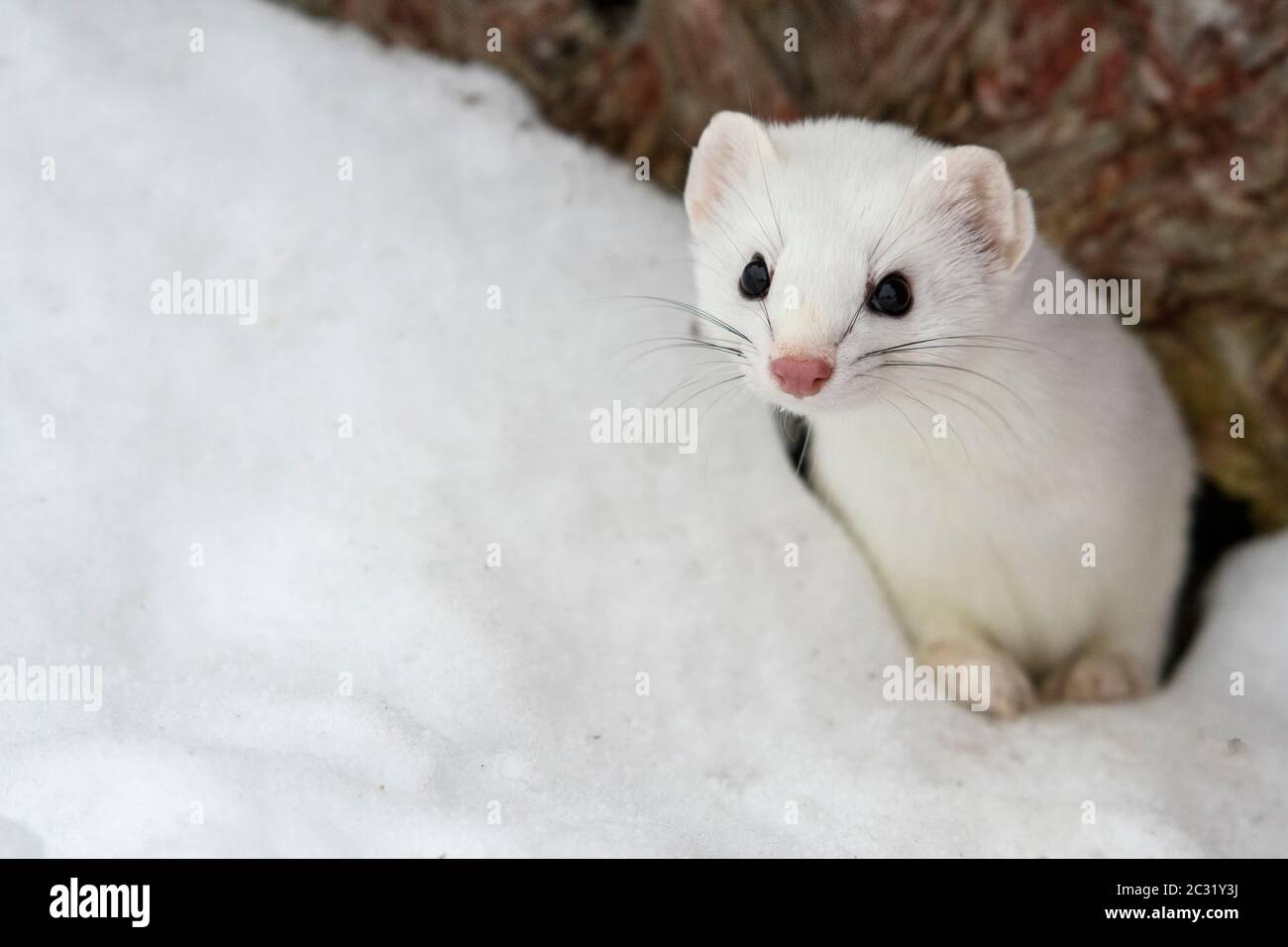 White Weasels In Ontario