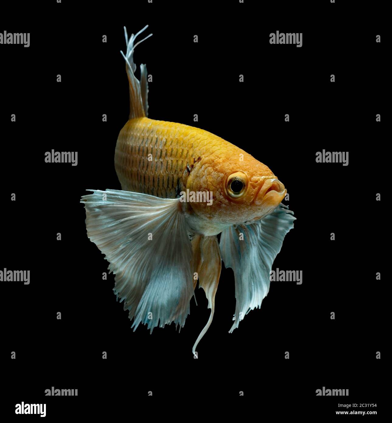 Siamese fighting fish fight yellow fish, Betta splendens, Betta fish ...