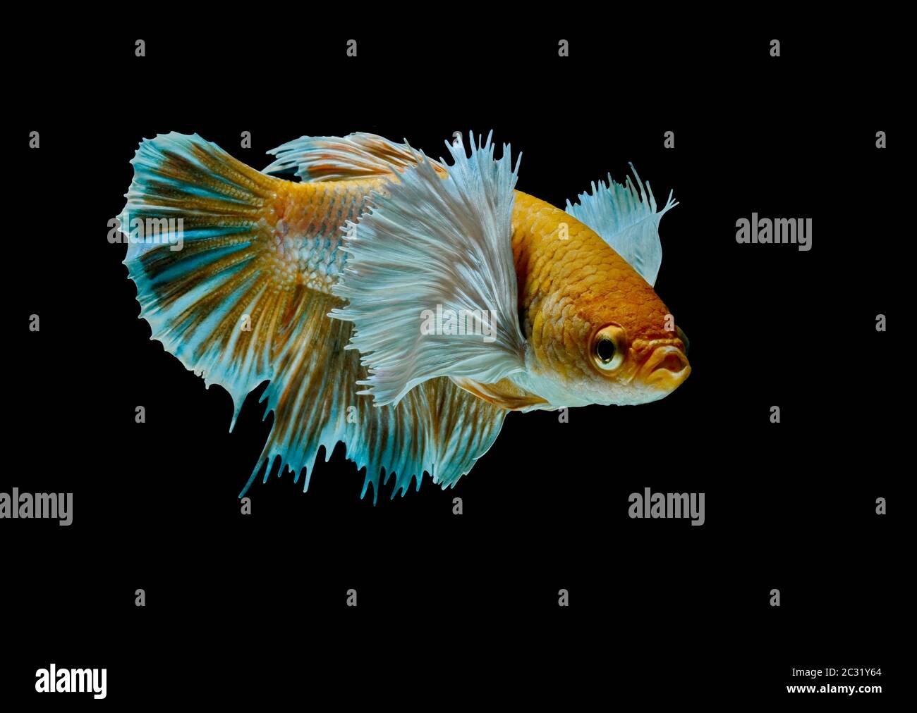 Siamese fighting fish fight yellow fish, Betta splendens, Betta fish ...