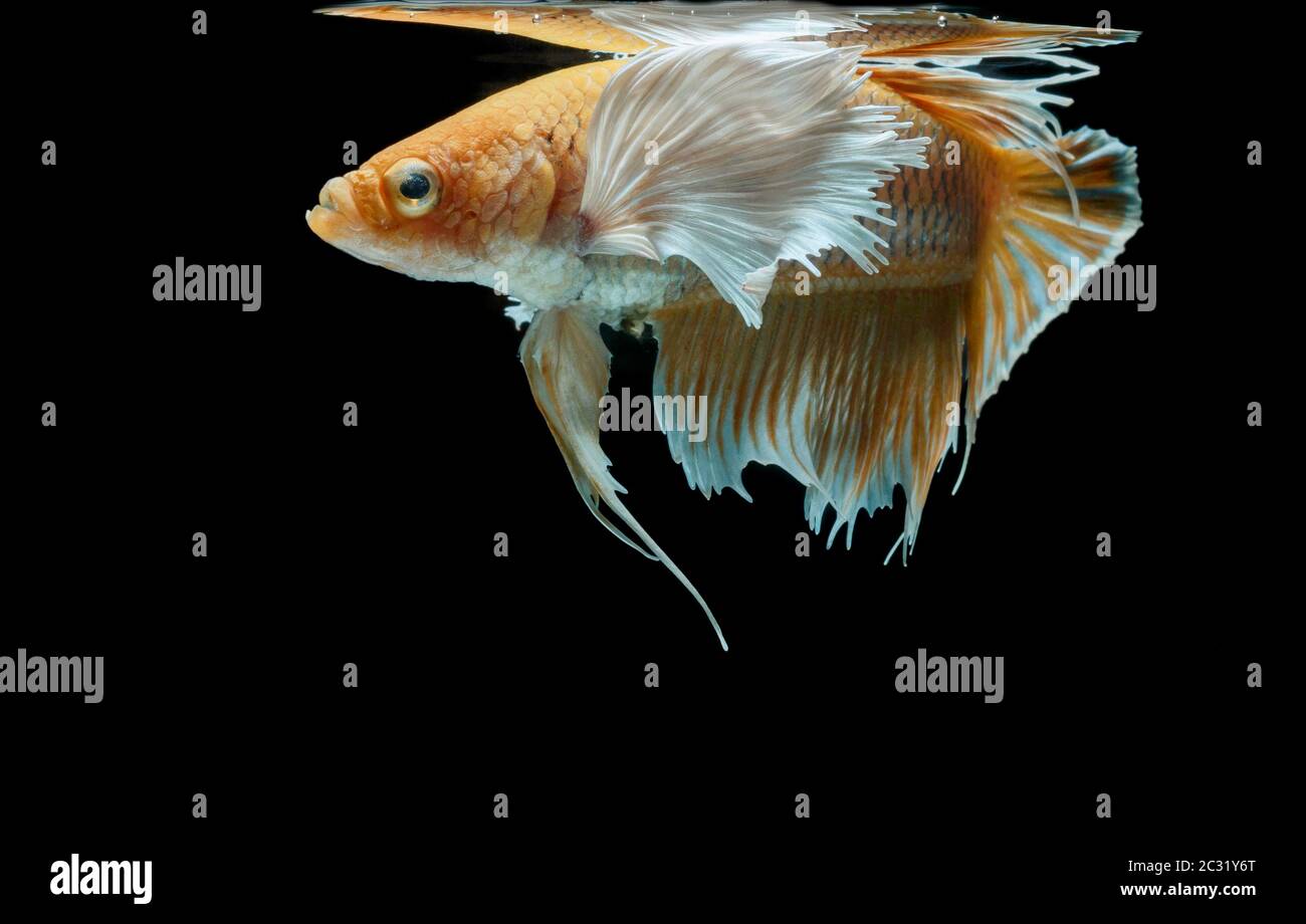 Siamese fighting fish fight yellow fish, Betta splendens, Betta fish ...