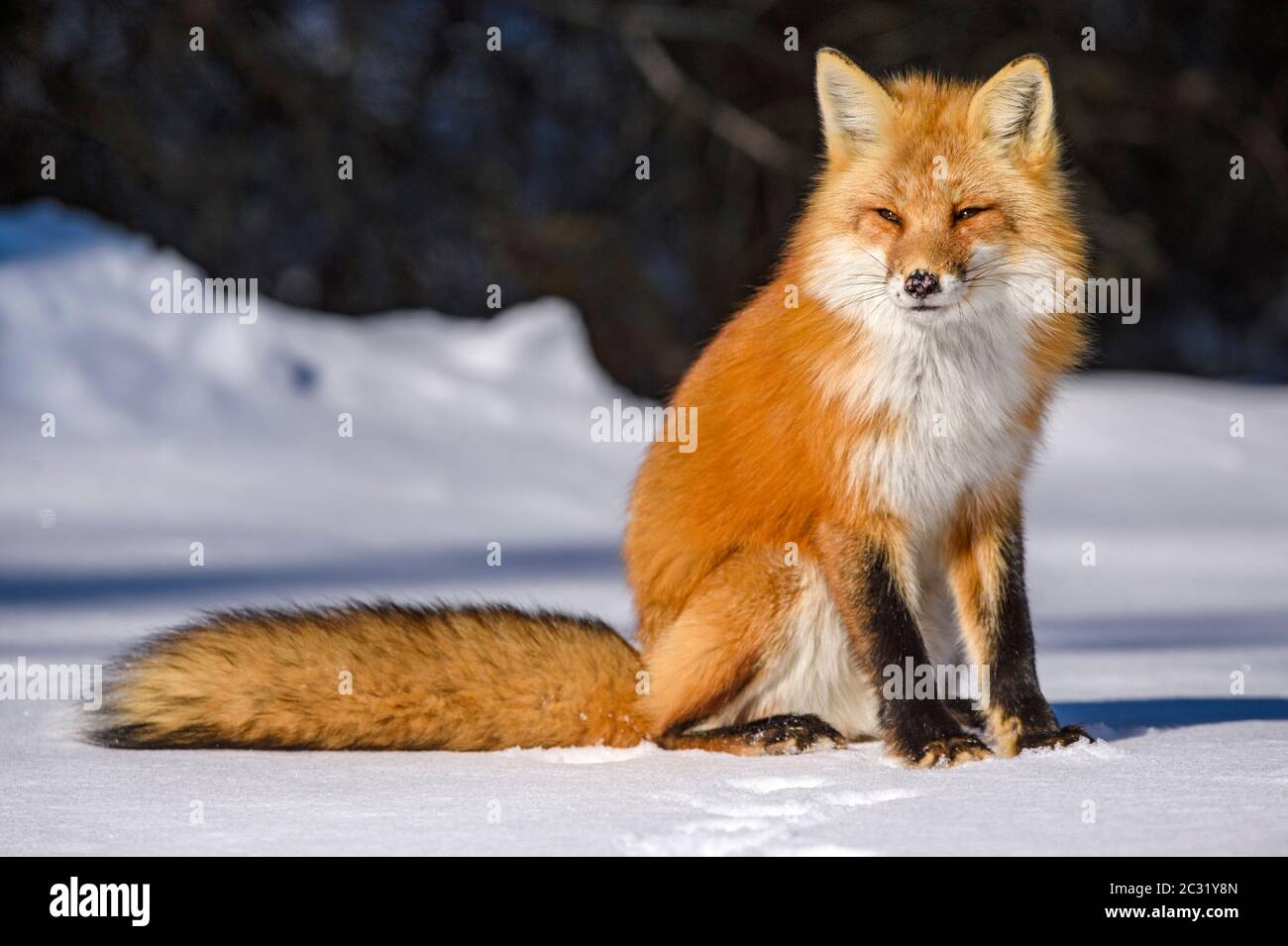 Canadian Red Fox