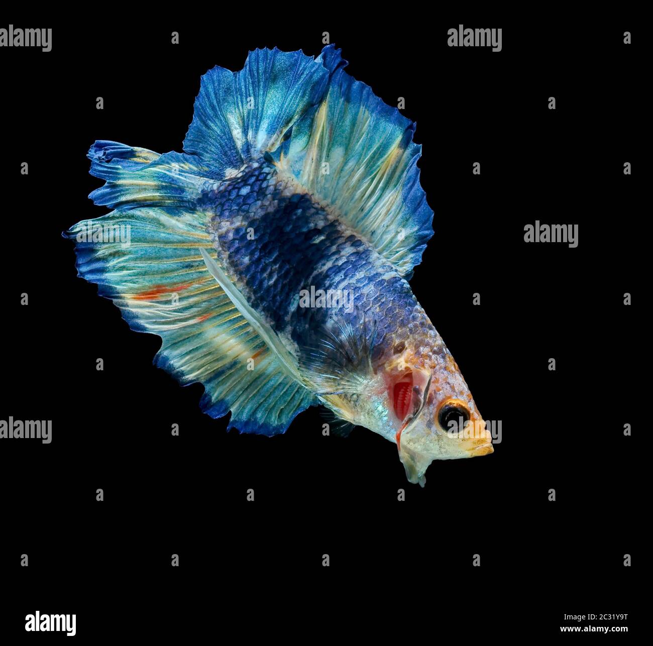 Siamese fighting fish fight blue fish, Betta splendens, Betta fish ...