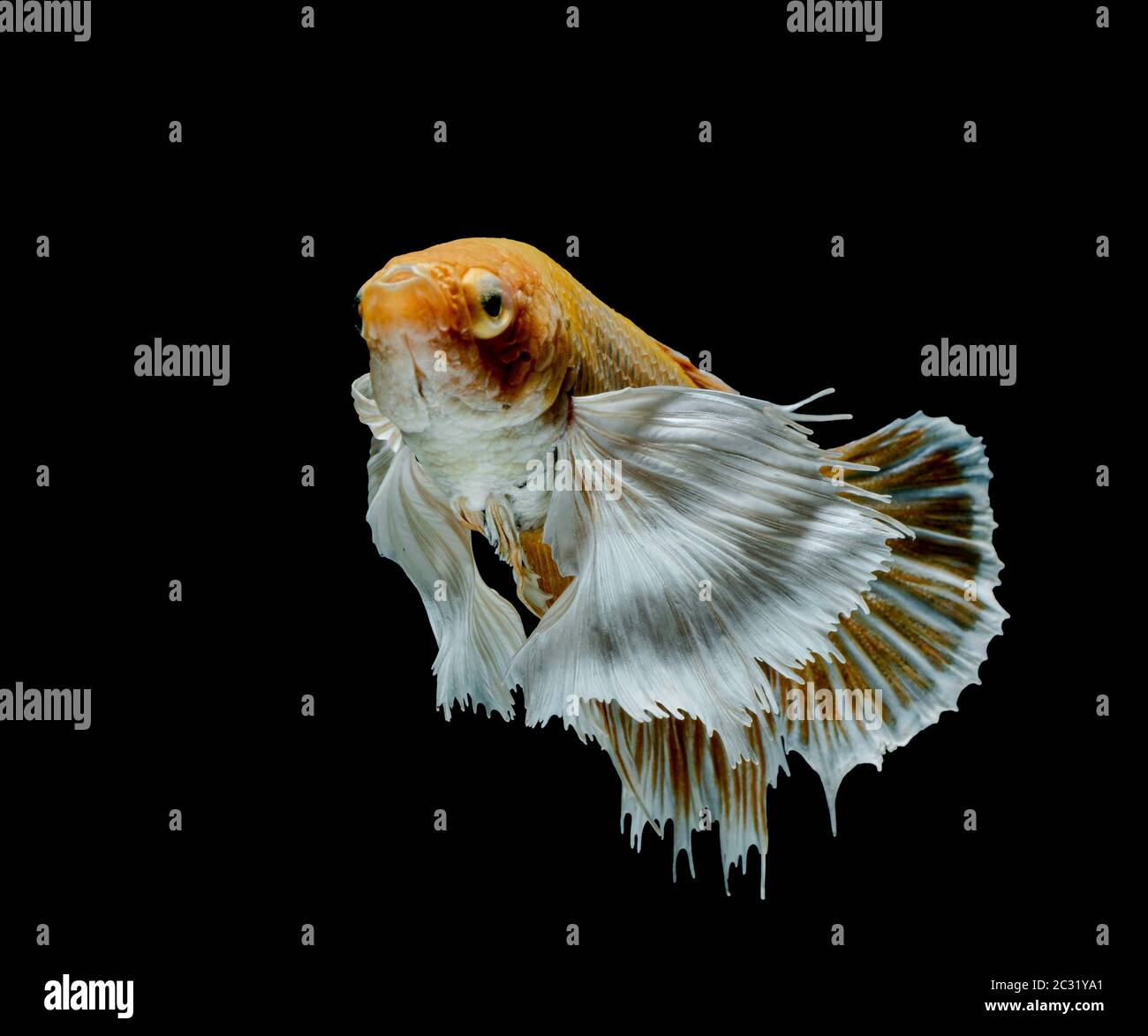 Siamese fighting fish fight yellow fish, Betta splendens, Betta fish ...