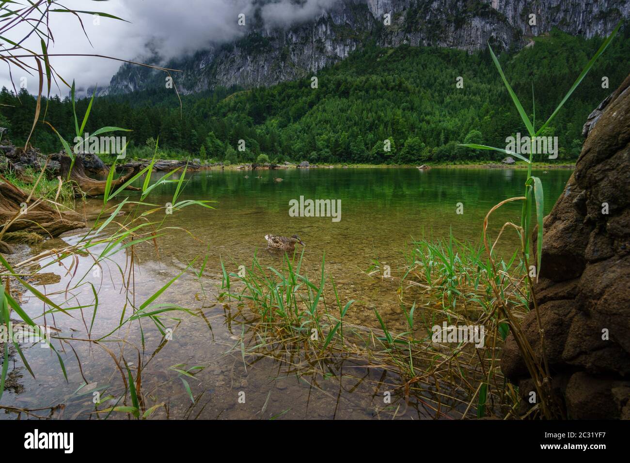 Gosau Lake in Austria Stock Photo - Alamy