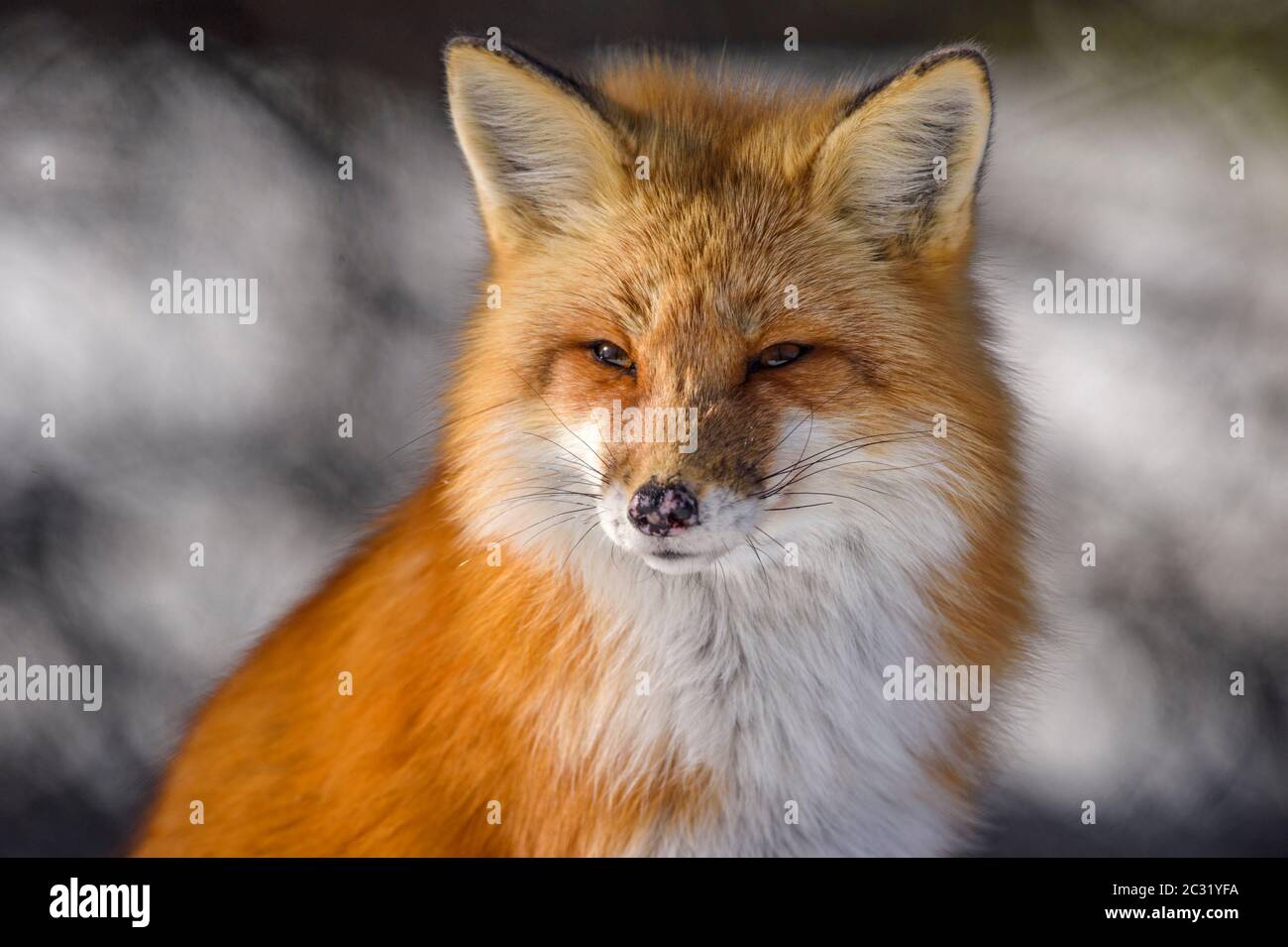 Red fox (Vulpes vulpes), Algonquin Provincial Park, Ontario, Canada ...