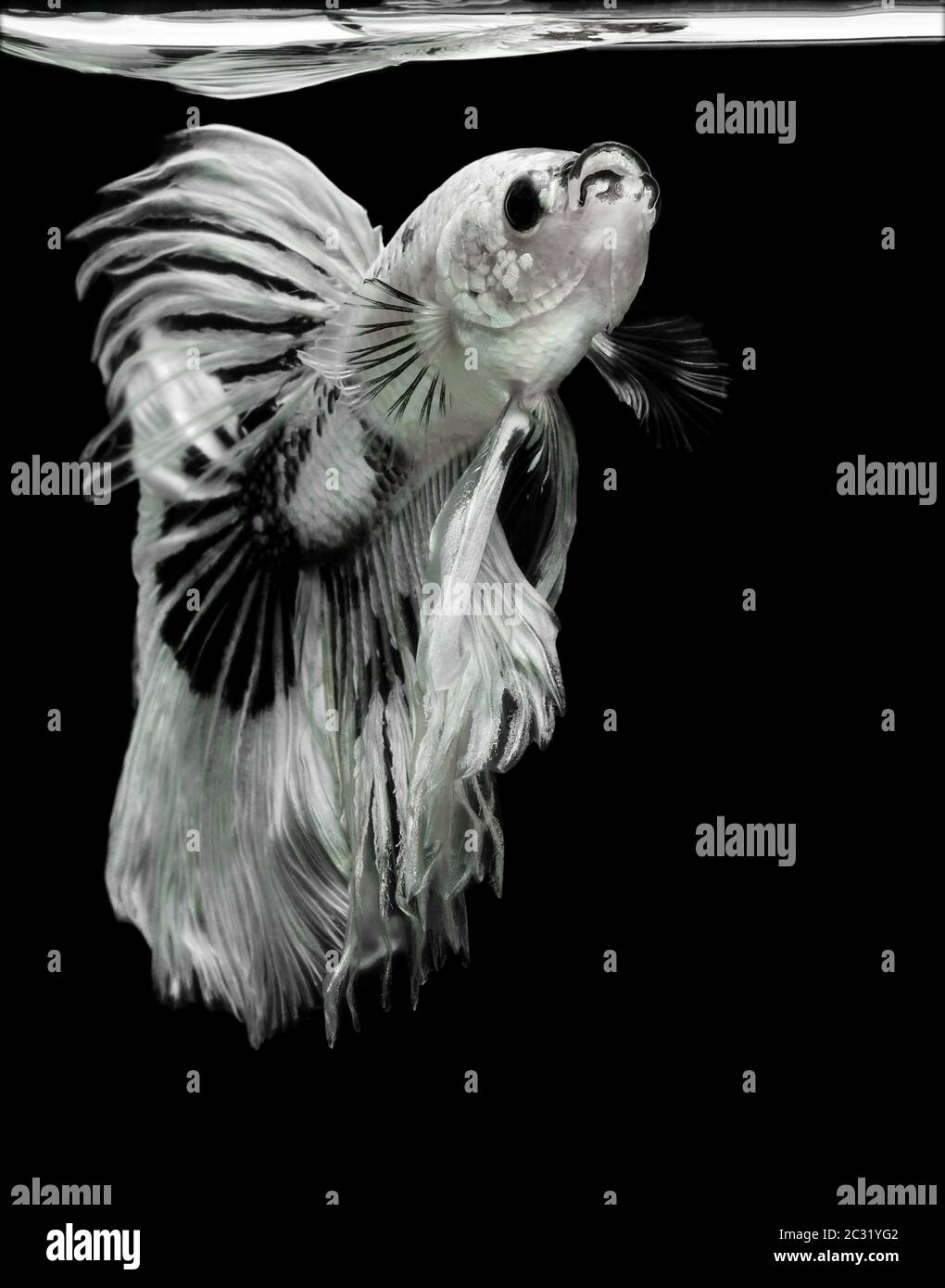 Siamese fighting fish, black backdrop, Betta splendens, Betta Fish ...